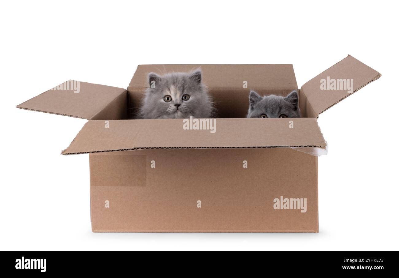 2 Cute British short- and longhair cat kittens, sitting in brown carton ...
