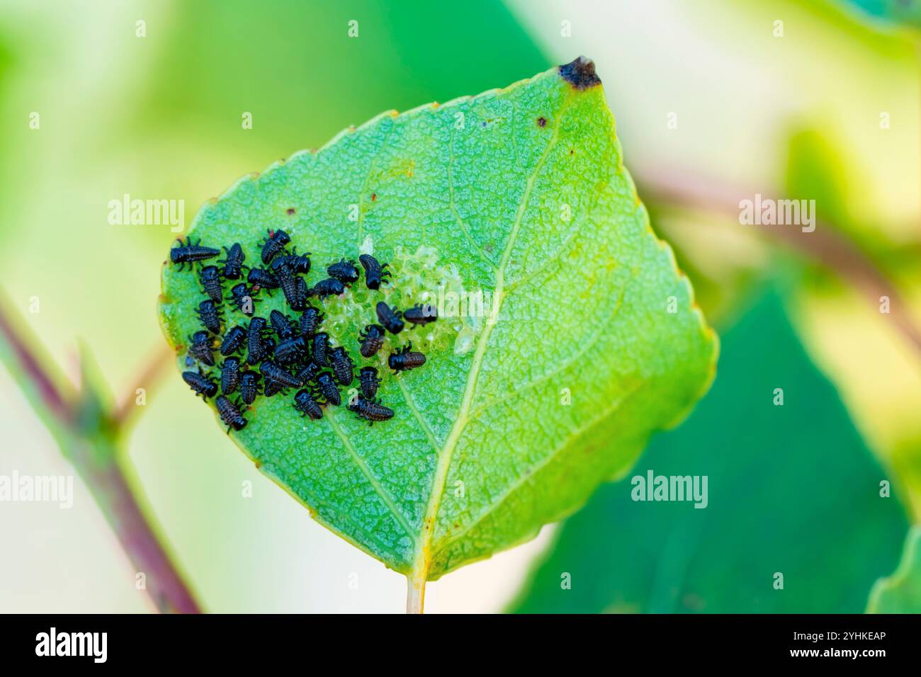 Poplar leaf beetle (Chrysomela populi) larvae on leaf, limestone lawn ...