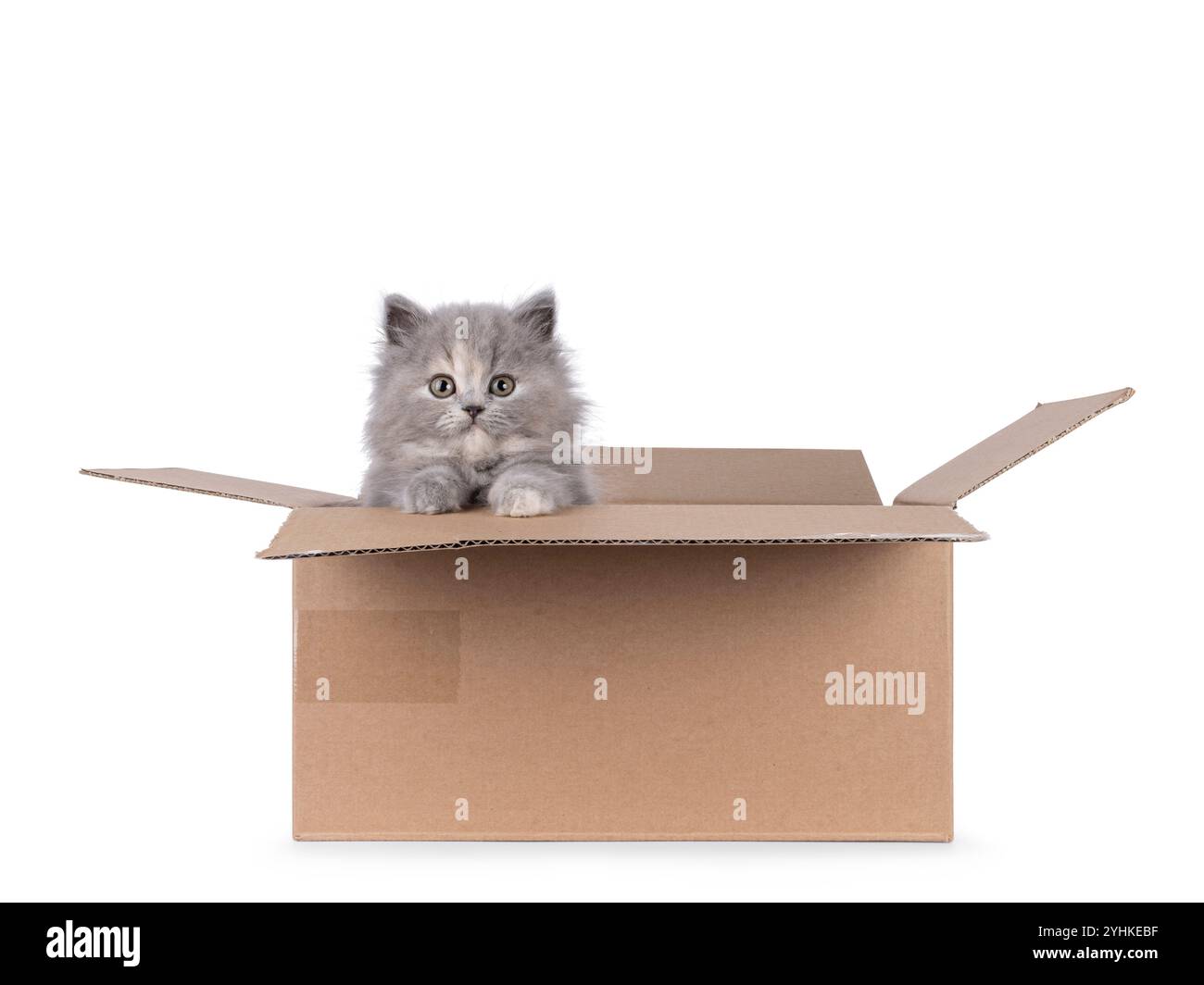 Cute British longhair cat kitten, sitting in brown carton box. Looking ...