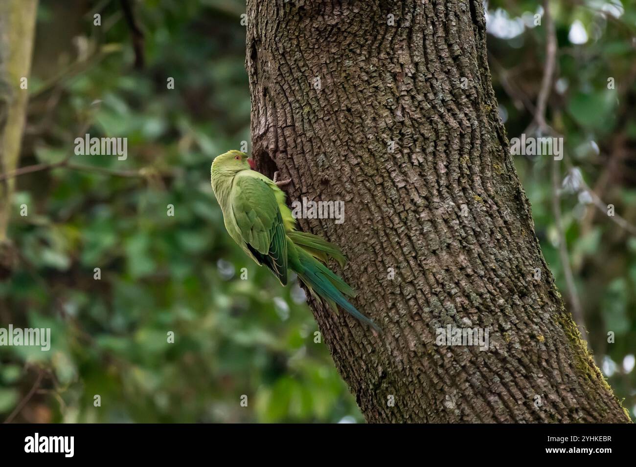 Collared parakeet (Psittacula krameri) in front of nesting cavity ...
