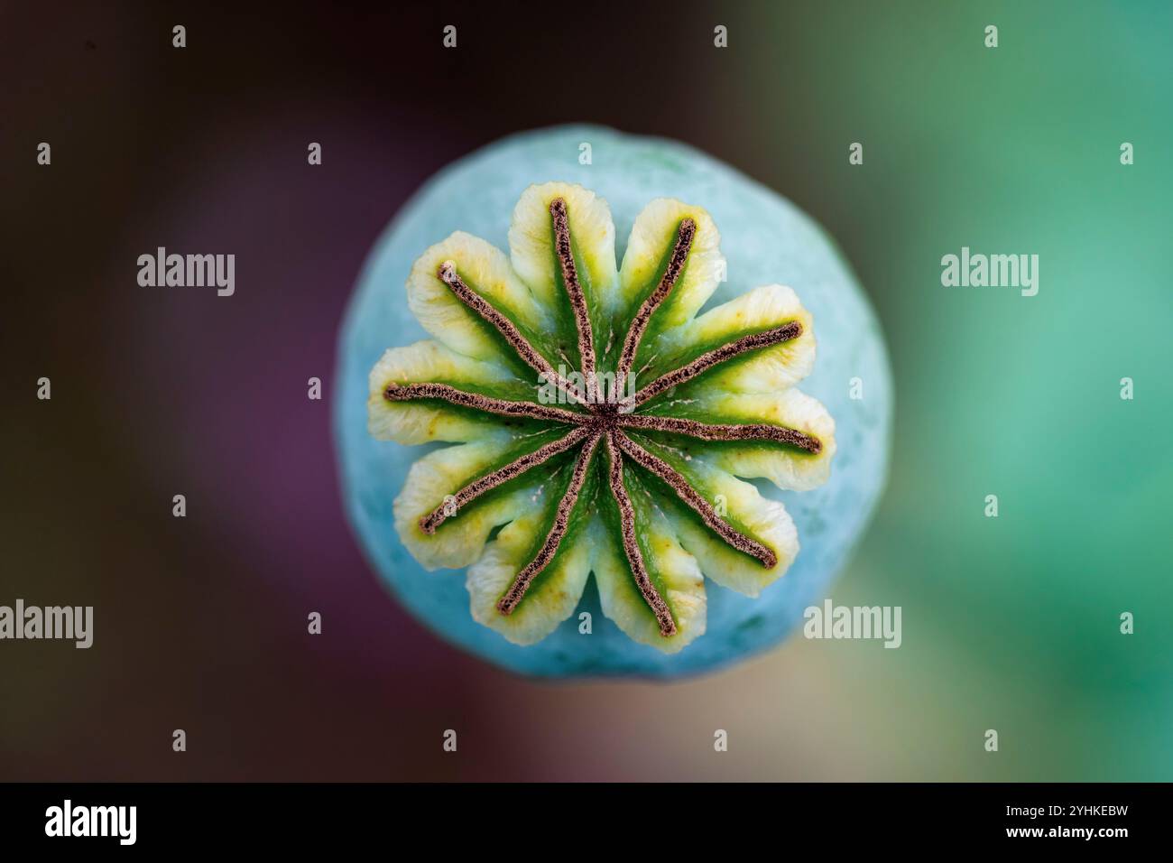 Sleepy poppy (Papaver somniferum) capsule, Jean-Marie Pelt Botanical ...