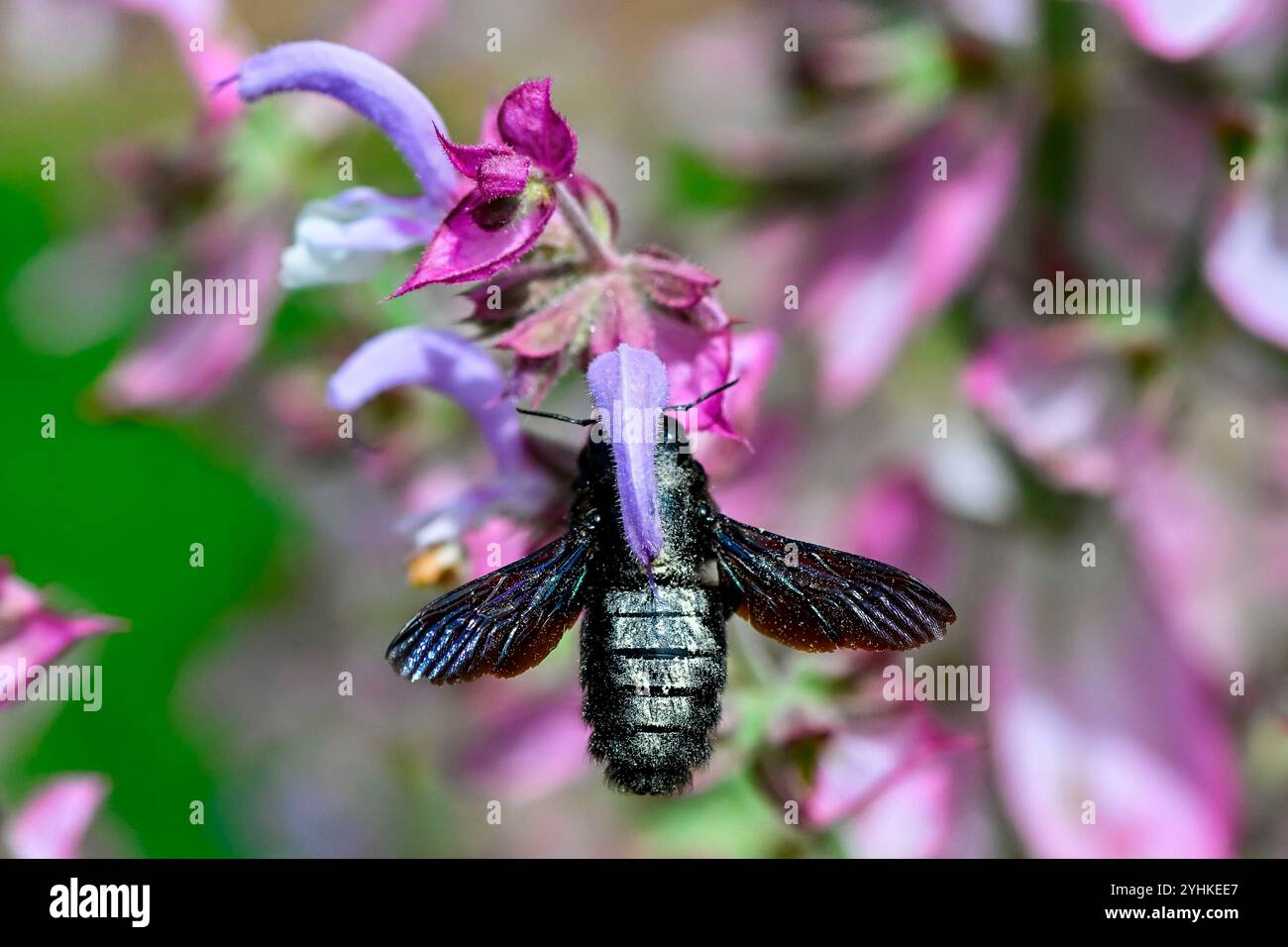 Carpenter bee (Xylocopa violacea) pollinator covered with pollen from ...