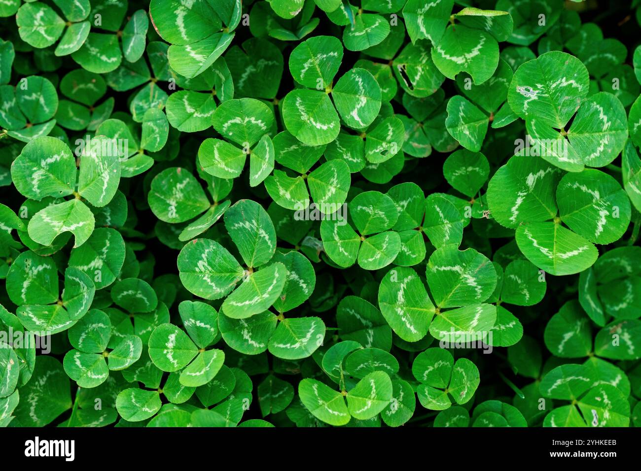 Clover foliage, limestone hillside, Arnaville, Lorraine, France Stock ...