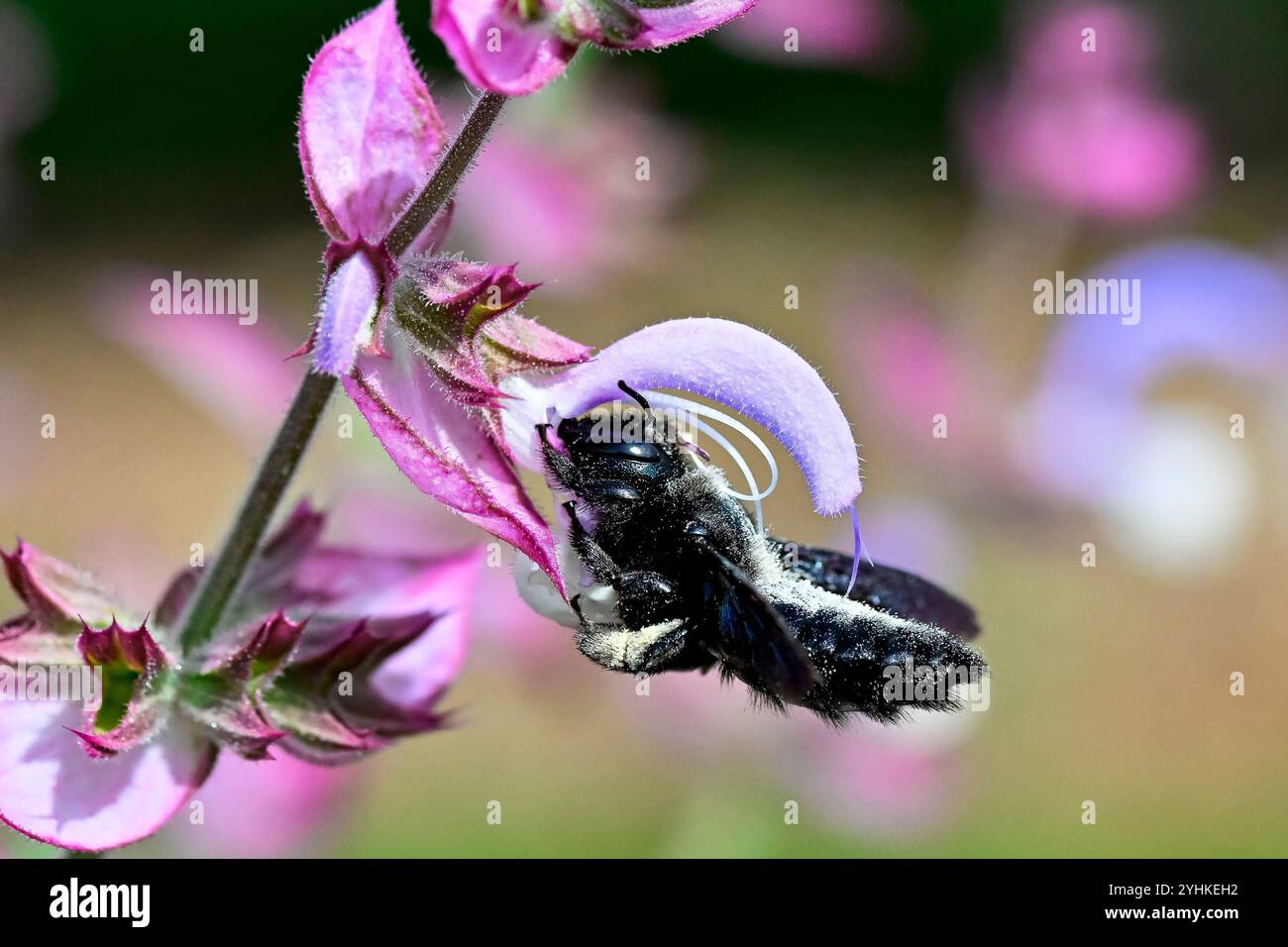 Carpenter bee (Xylocopa violacea) pollinator covered with pollen from ...