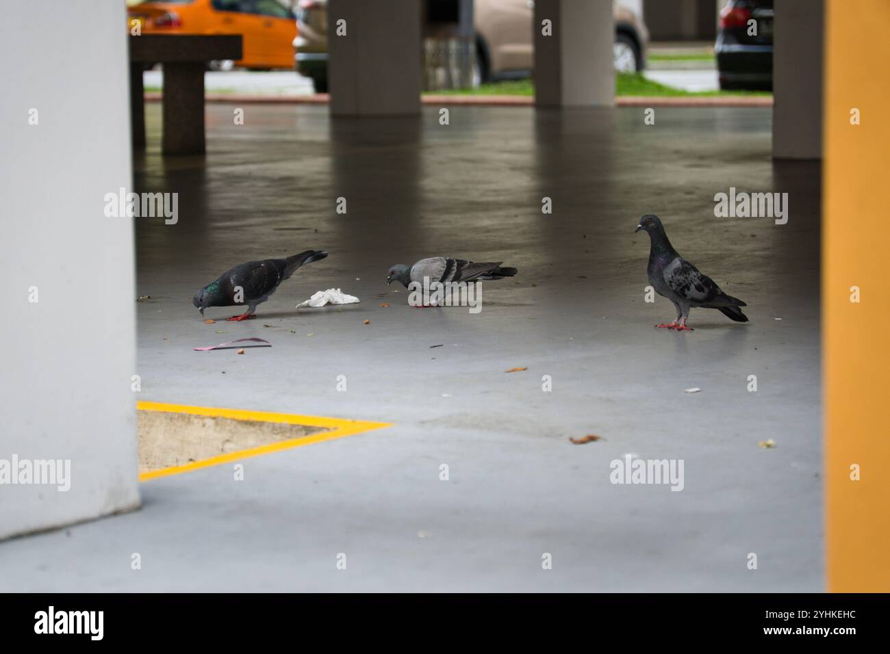 Pigeons eat concrete floor near hi-res stock photography and images - Alamy