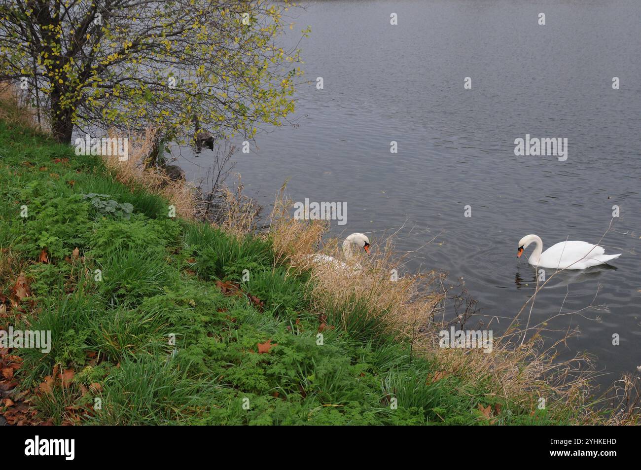 Copenhagen/ DenmarK/12 November 2024/Swans and ucks and other wild ...