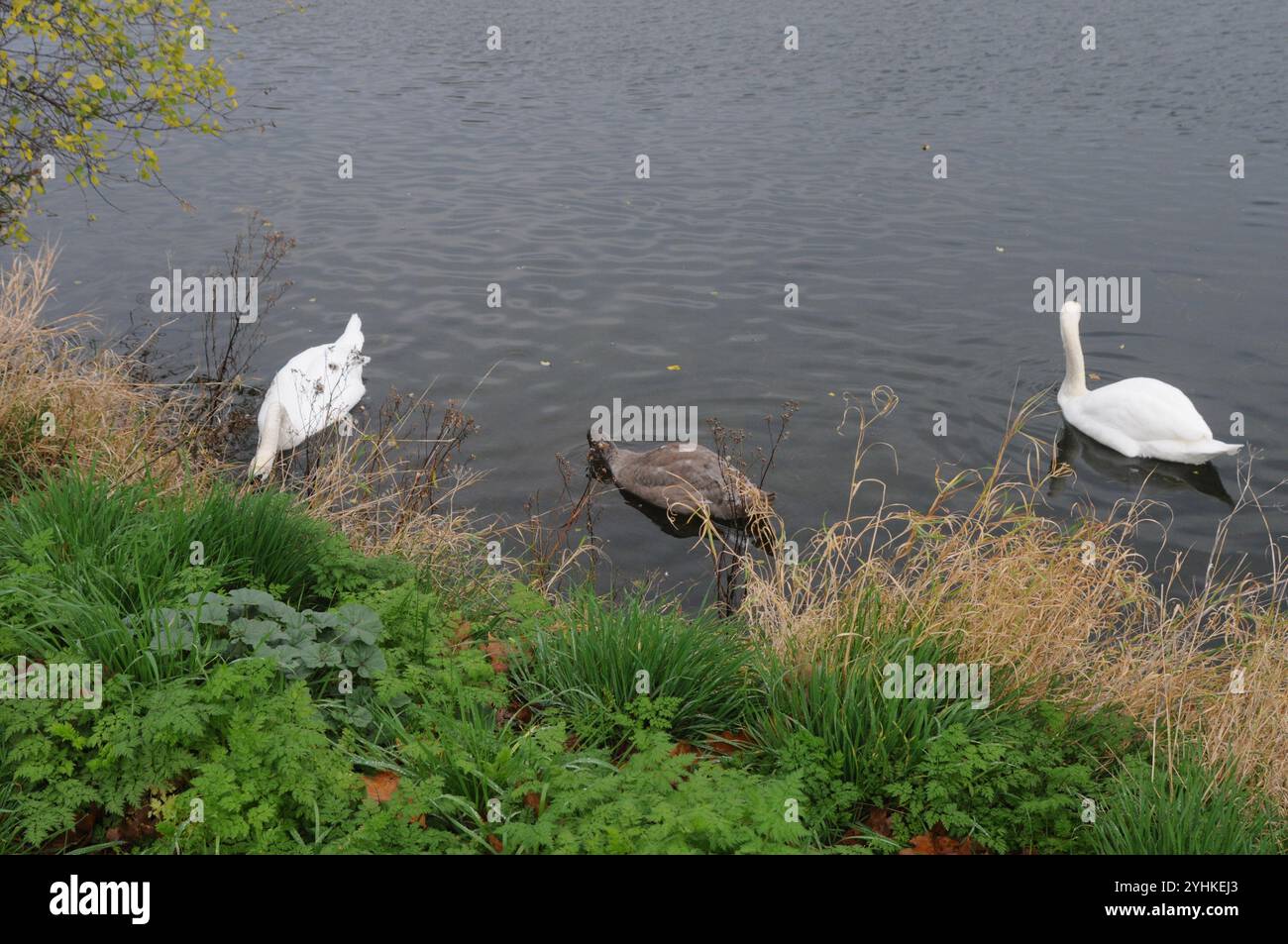 Copenhagen/ DenmarK/12 November 2024/Swans and ucks and other wild ...