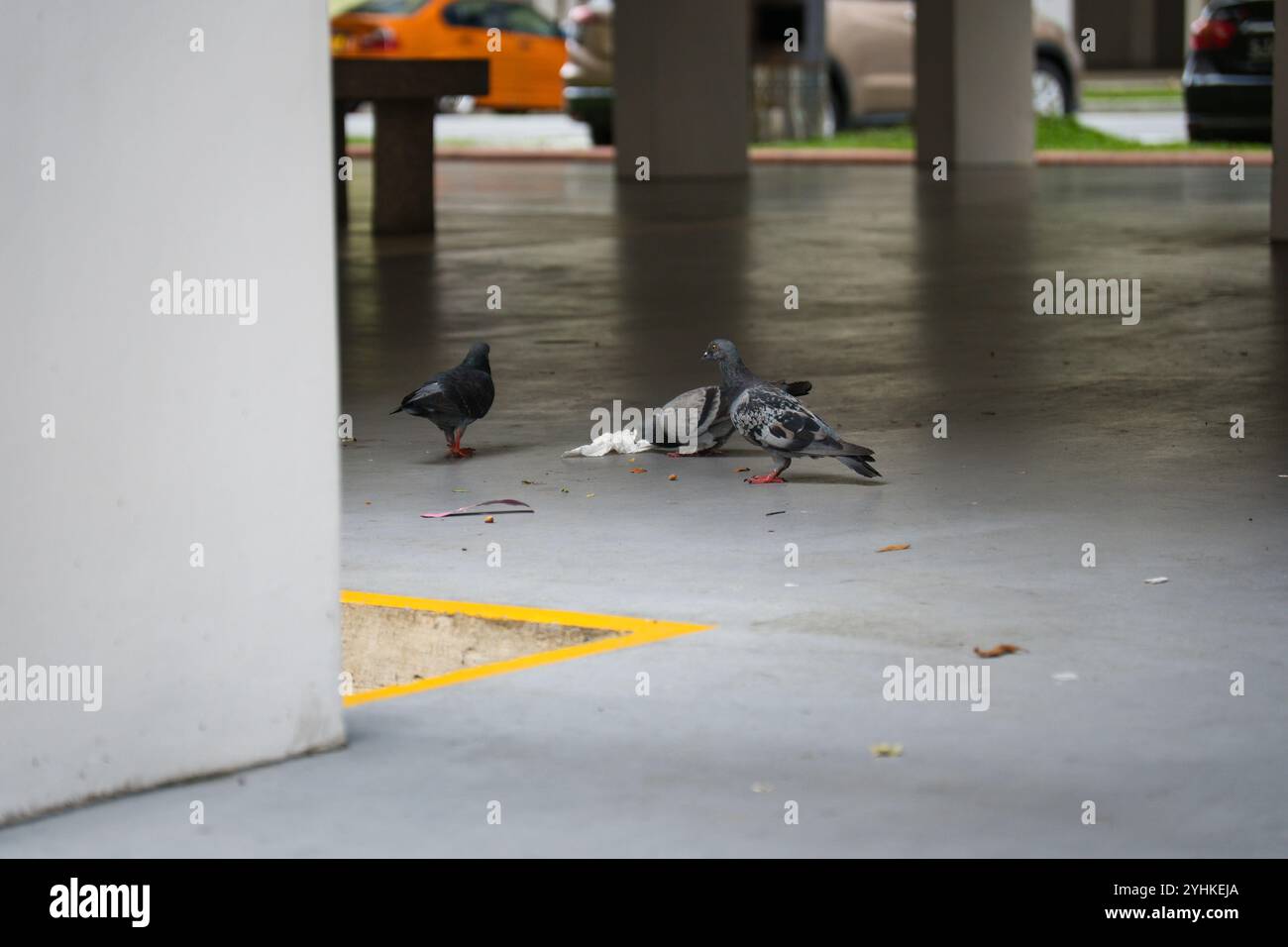 Pigeons eat concrete floor near hi-res stock photography and images - Alamy