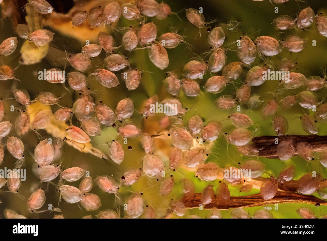 Daphnia, cladoceran crustaceans, in a pond, Bouxieres aux dames ...