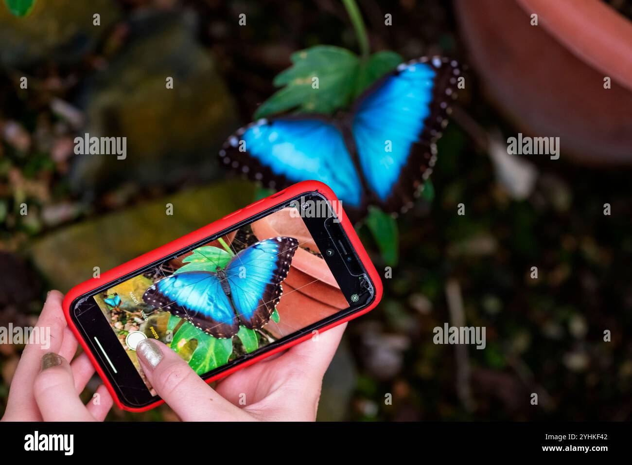 Woman photographing a Blue Morpho (Morpho helenor) butterfly with a ...
