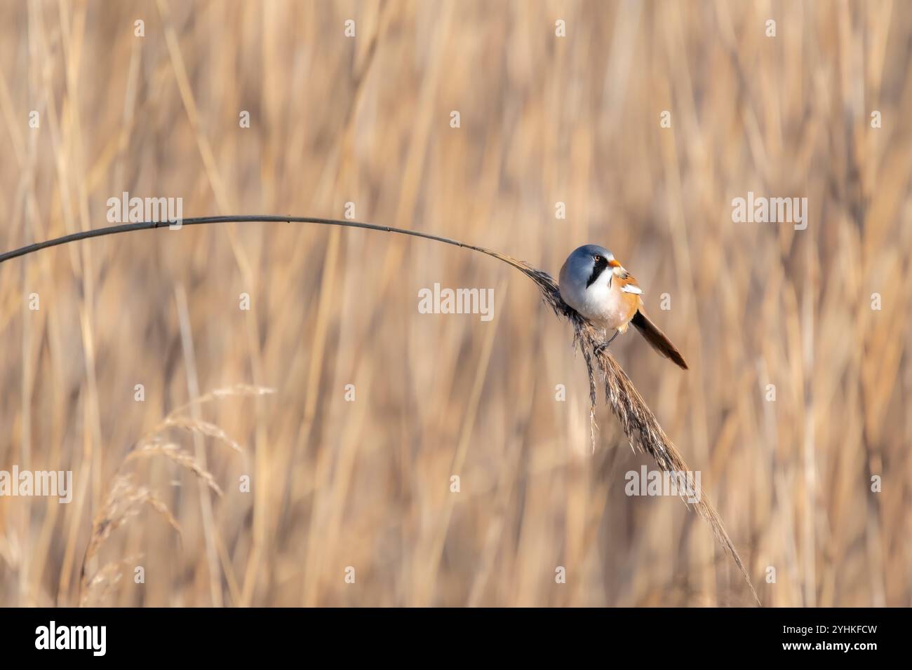 Bearded reedling (Panurus biarmicus) in a reedbed, Winter Pas de Calais ...