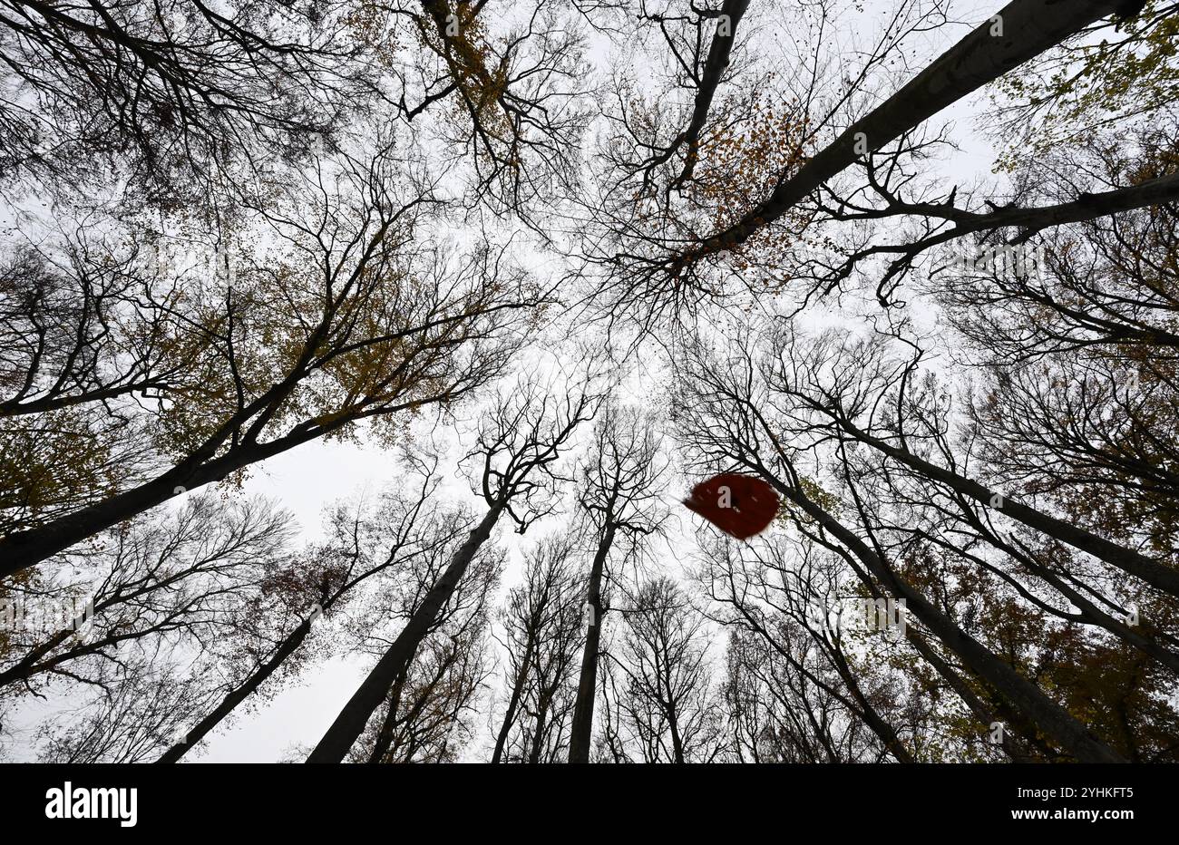 Owen, Germany. 12th Nov, 2024. The last leaves are falling from the ...