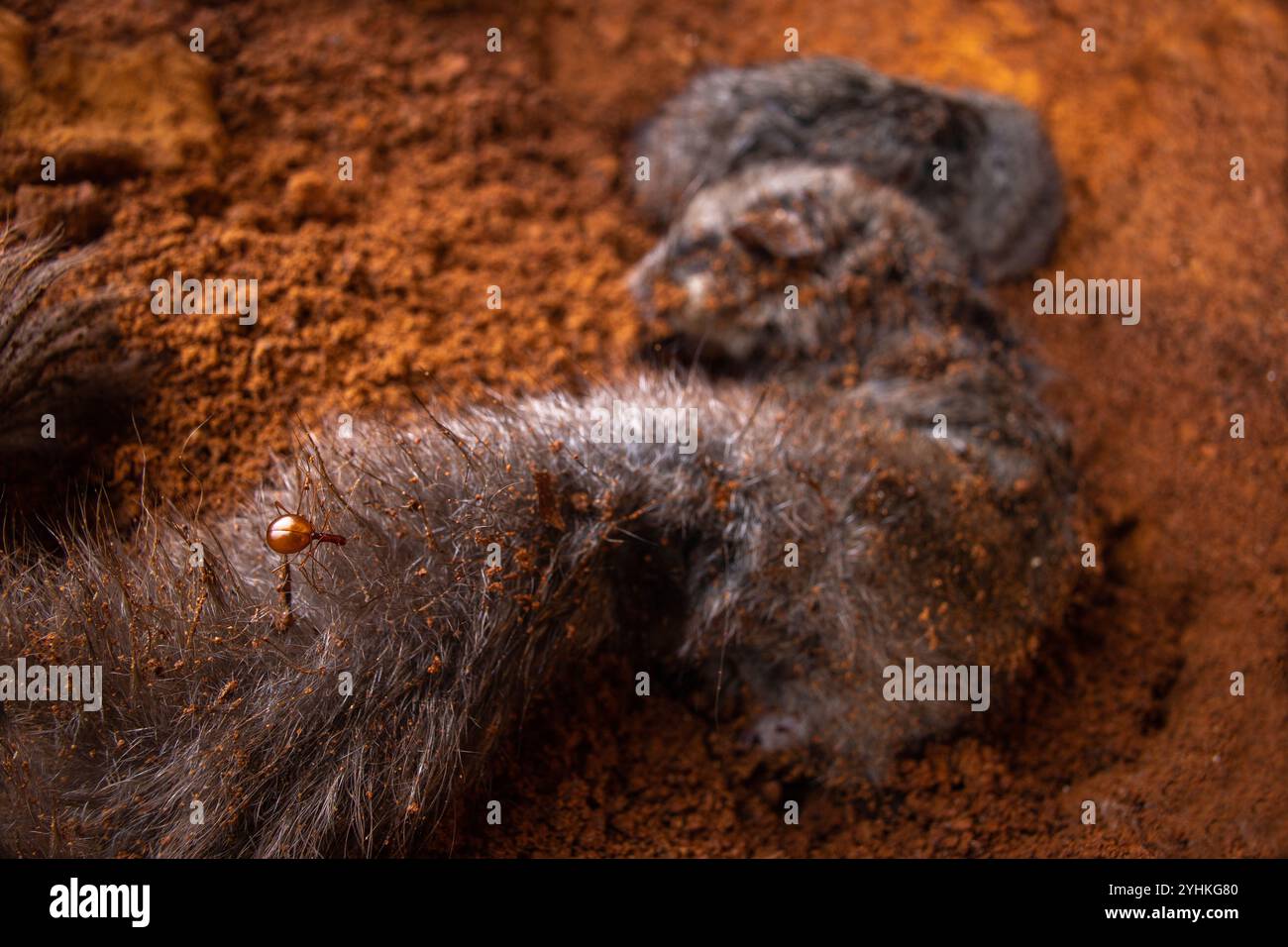 Cave Round fungus beetle (Leptodirus hochenwartii) feeding on dead Fat ...