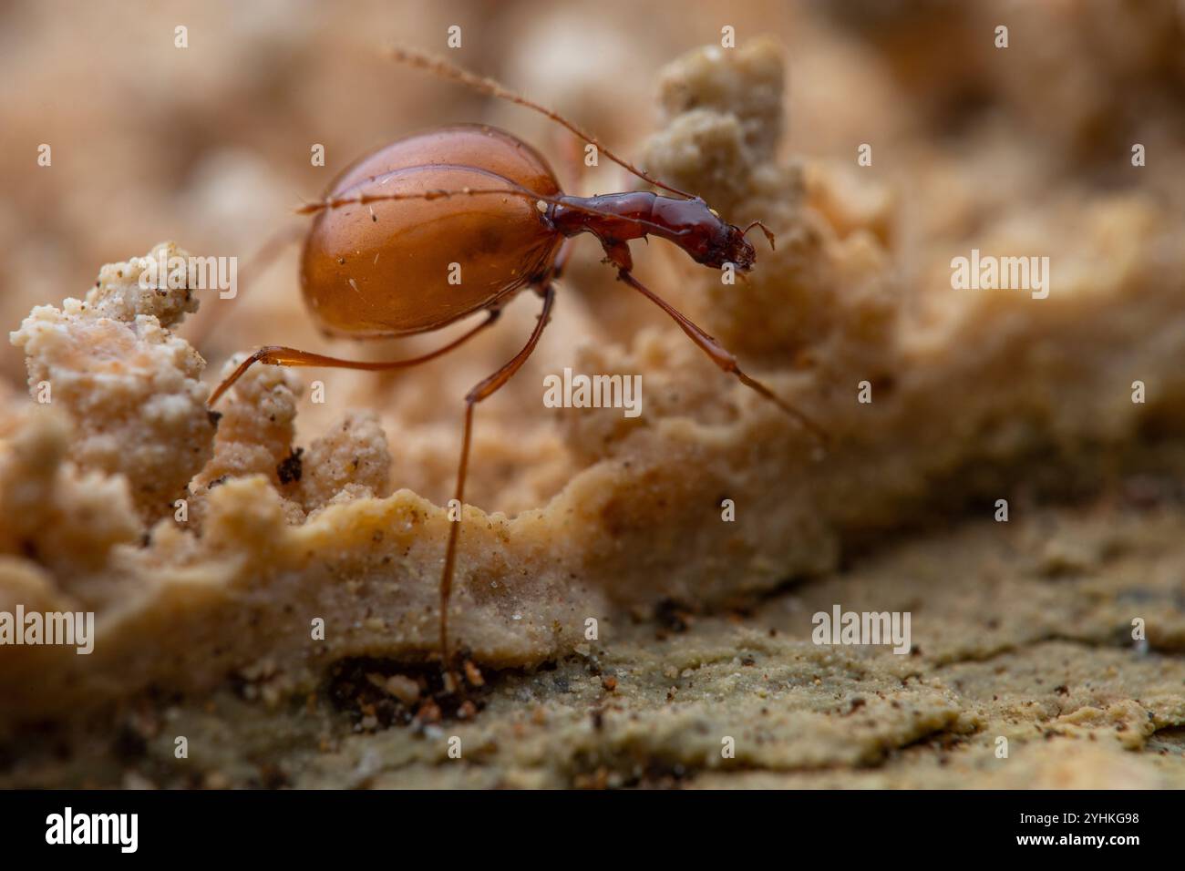 Cave Round fungus beetle (Leptodirus hochenwartii) in situ, Bukovje ...