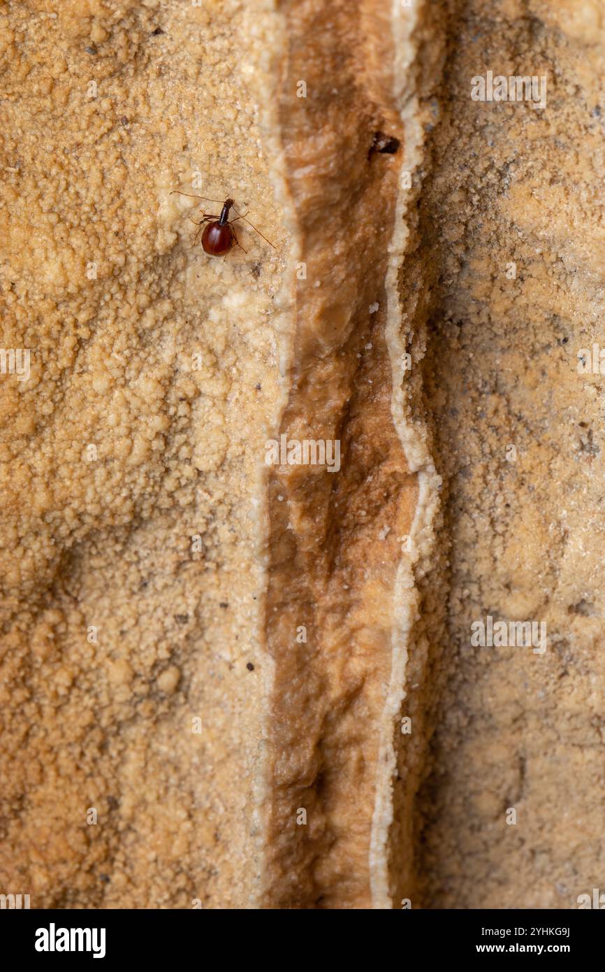 Cave Round fungus beetle (Leptodirus hochenwartii) in situ, Cerknica ...