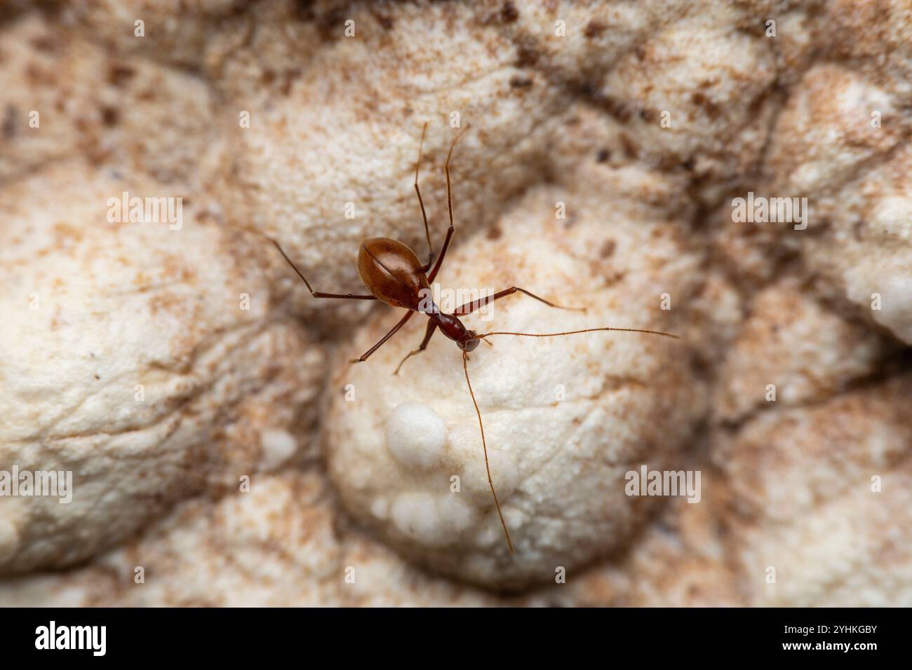 Cave round fungus beetle (Anthroherpon hoermanni hypsophilum) in situ ...