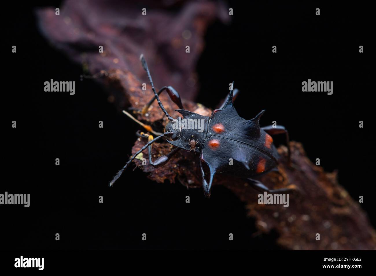 Spiky fungus beetle (Cacodaemon sp) in situ, Poring, Sabah, Borneo ...