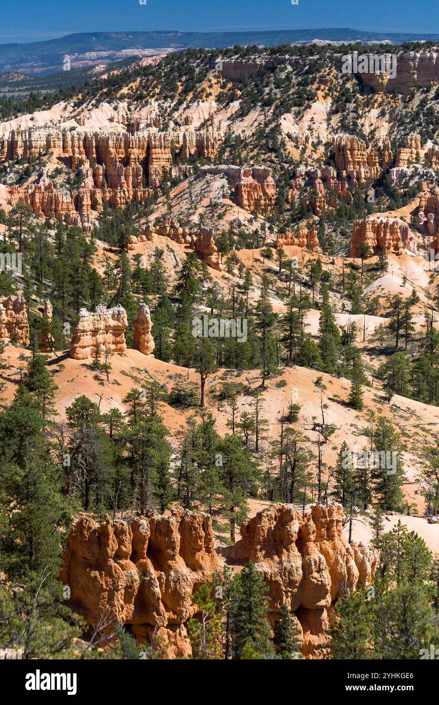 A ponderosa pine forest scattered among sandstone hoodoos below the Rim ...