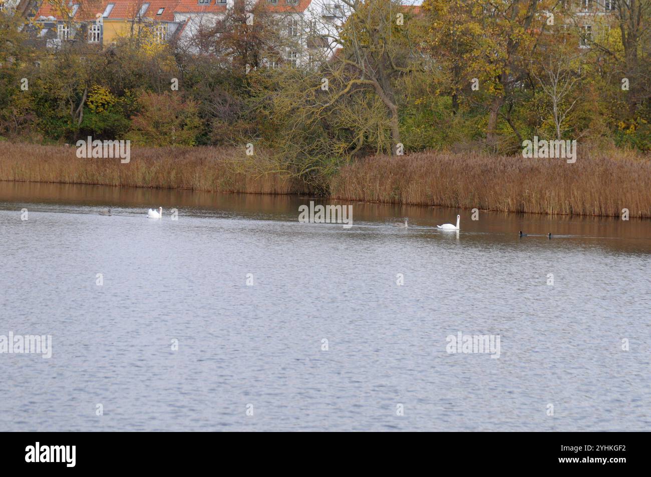 Copenhagen/ DenmarK/12 November 2024/Swans and ucks and other wild ...