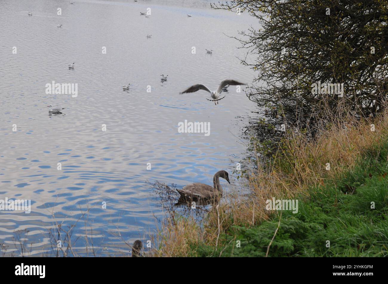 Copenhagen/ DenmarK/12 November 2024/Swans and ucks and other wild ...