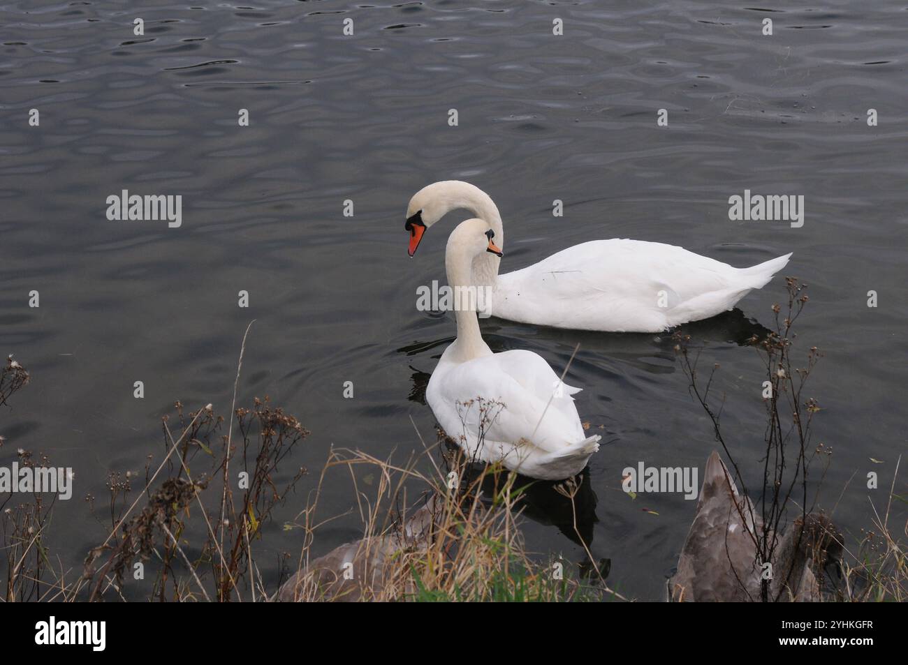 Copenhagen/ DenmarK/12 November 2024/Swans and ucks and other wild ...