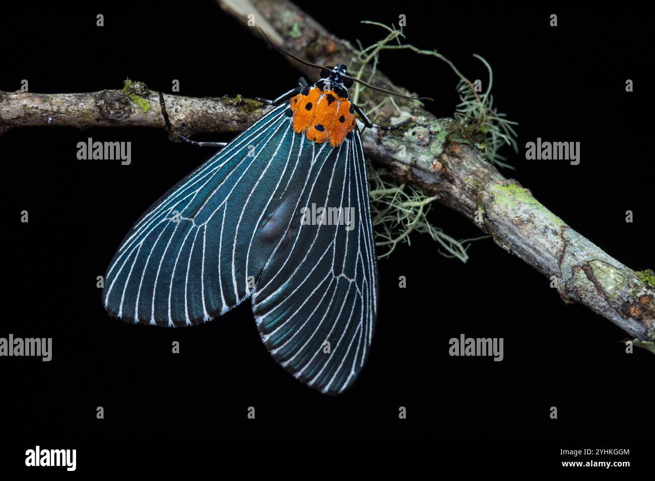 Neochera (Neochera marmorea), Kinabalu NP, Sabah, Borneo, Malaysia ...