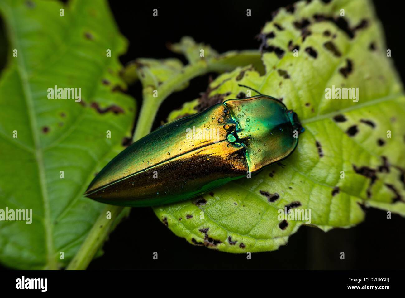 Click Beetle (Campsosternus cyaniventris) in situ, Kinabalu NP, Sabah ...