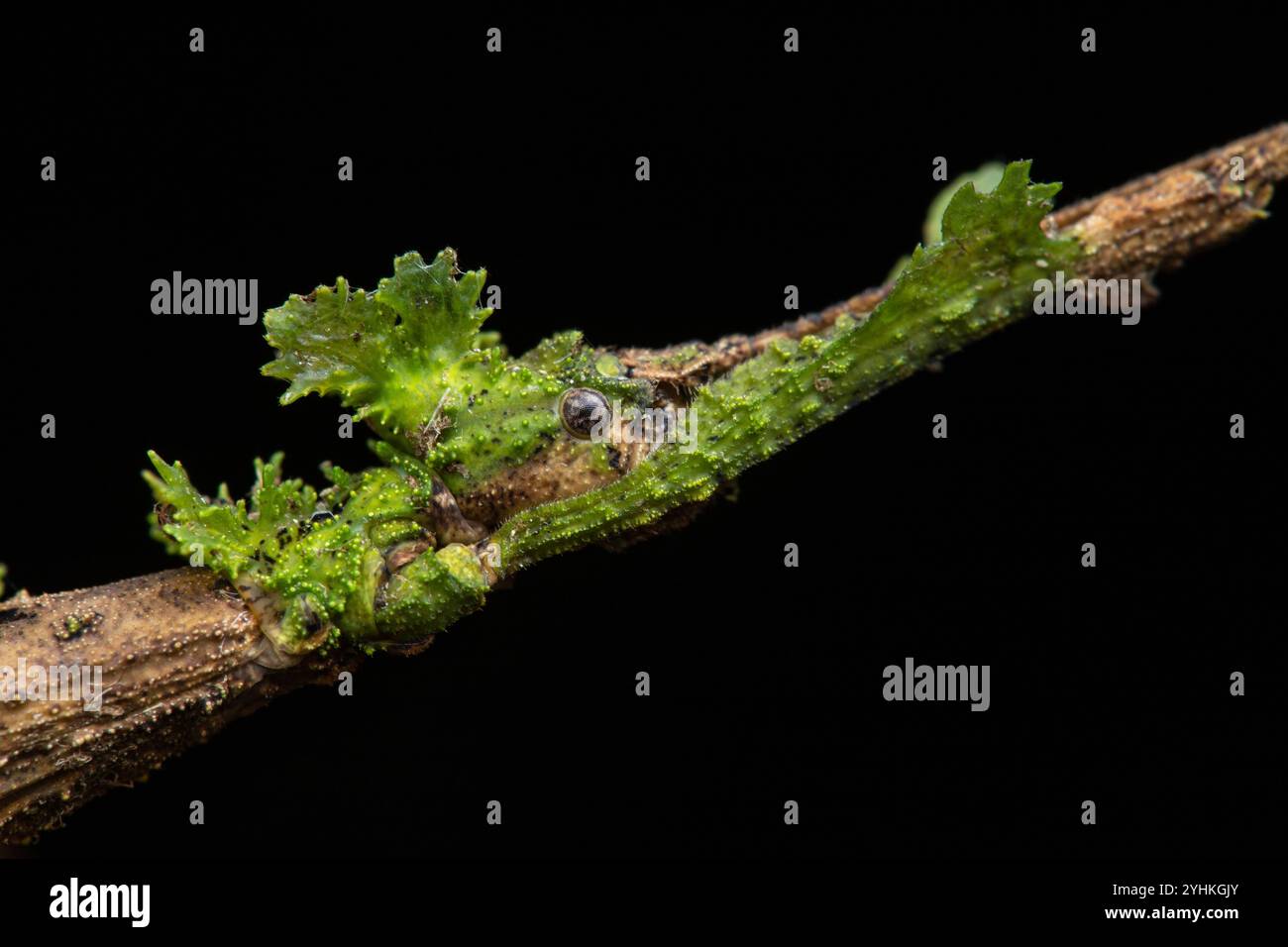 Stick Insect (Phenacephorus cornucervi) female in situ, Kinabalu NP ...