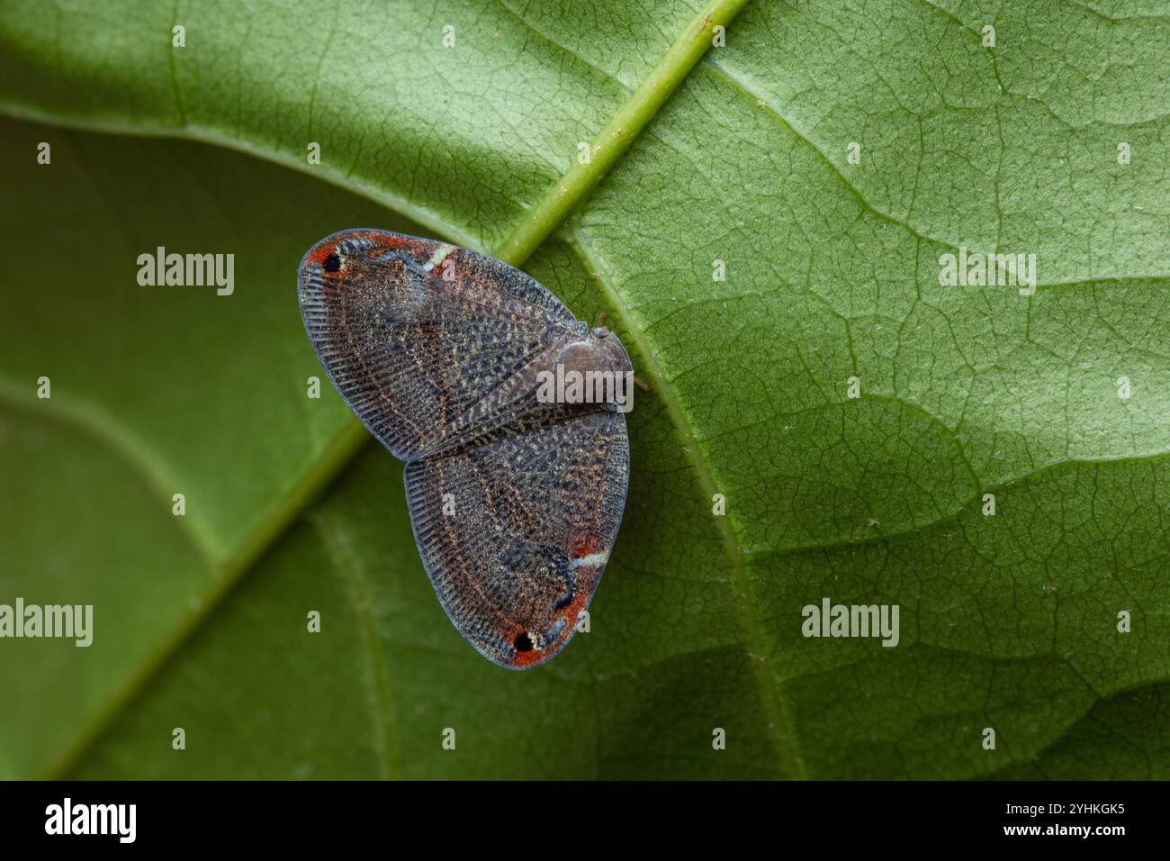 Planthopper (Ricaniidae sp) in situ, Poring, Sabah, Borneo, Malaysia ...