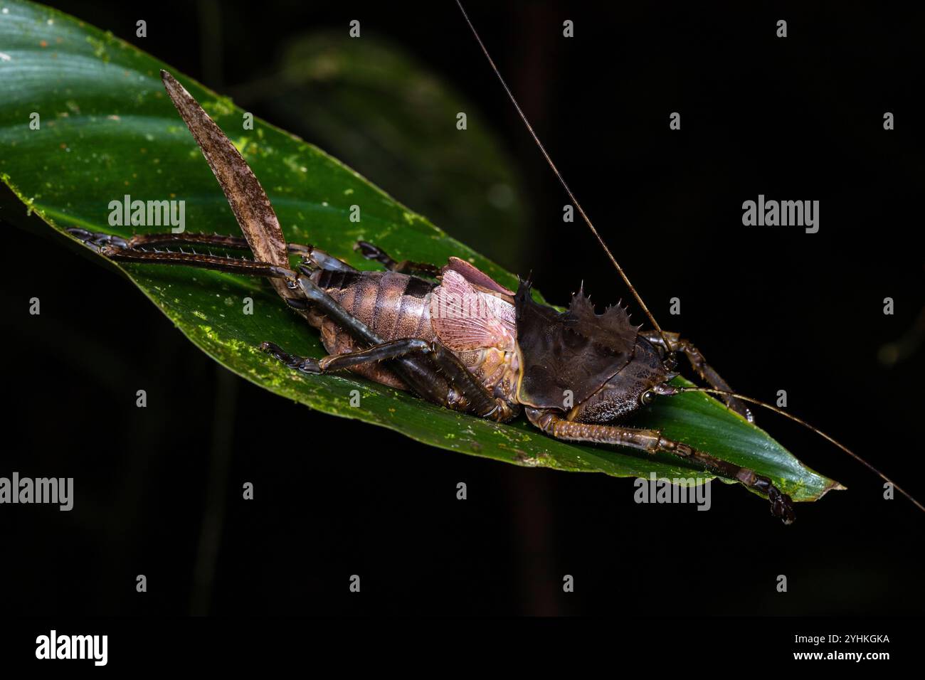 Dragon-headed Katydid (Lesina blanchardi) nymph female in situ, Poring ...