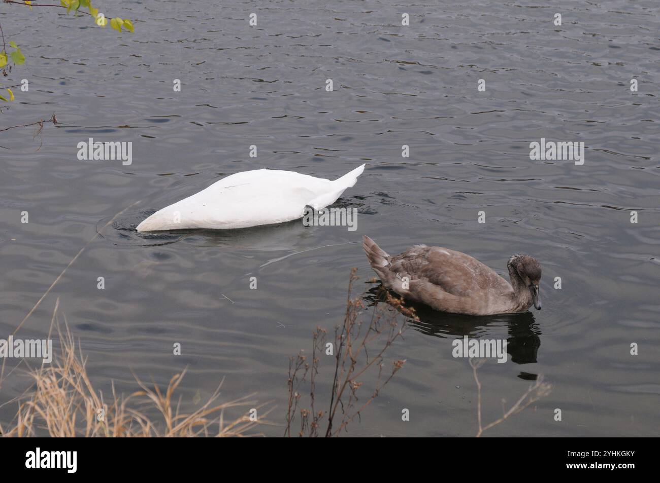 Copenhagen/ DenmarK/12 November 2024/Swans and ucks and other wild ...