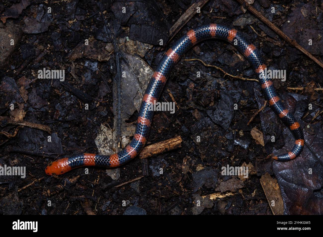 Dwarf Snake (Calamaria hilleniusi), Poring, Sabah, Borneo, Malaysia ...