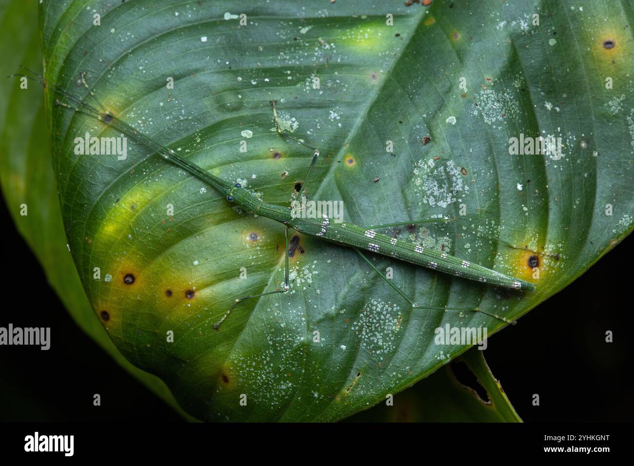 Stick insect (Phasmatodea sp) in situ, Kinabalu NP, Sabah, Borneo ...
