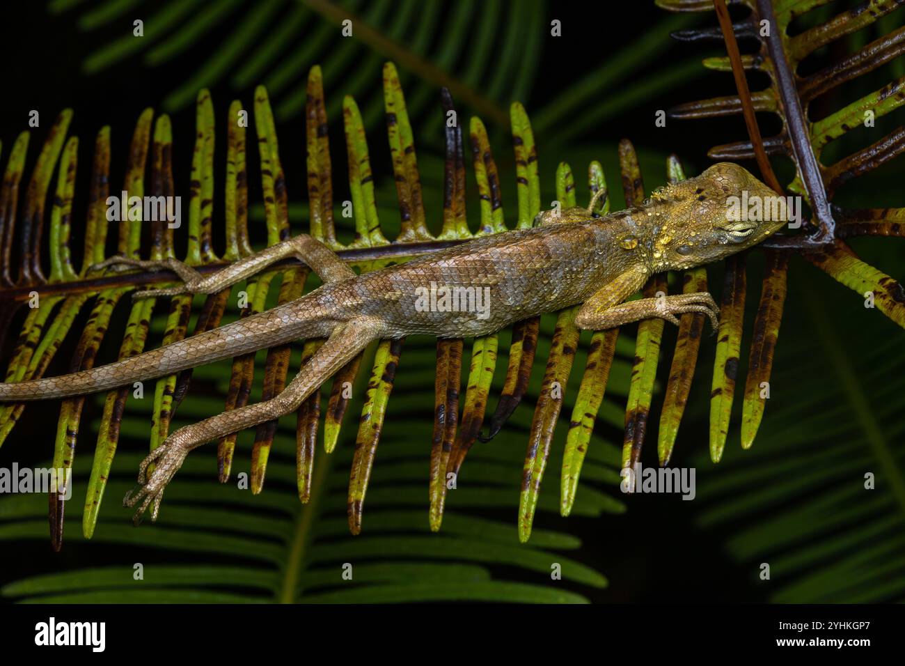 Oriental Garden lizard (Calotes versicolor) in situ, Semenyih, Malaysia ...