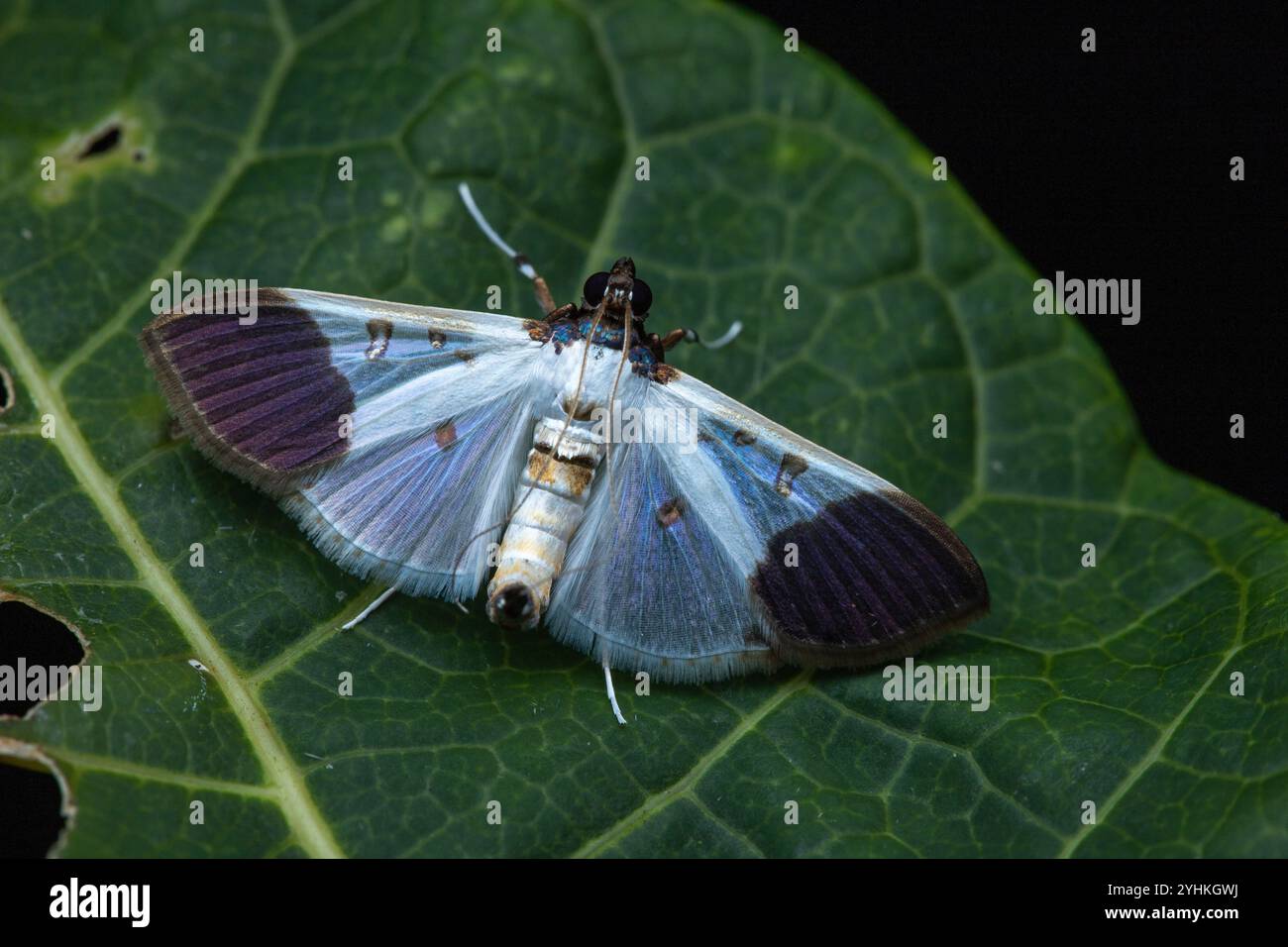 Palpita moth (Palpita nigricollis), Frasers hill, Malaysia Stock Photo ...
