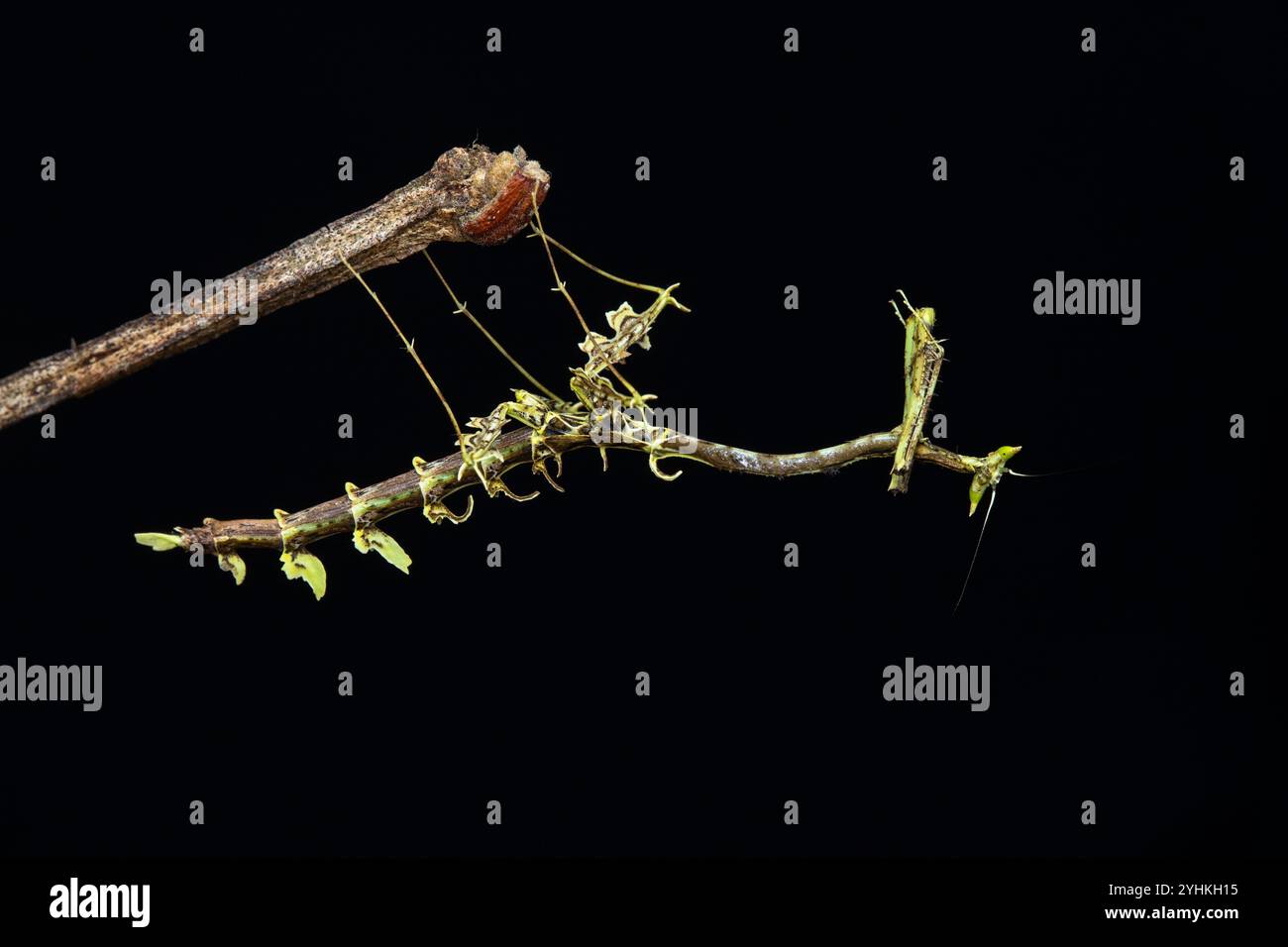 Dragon mantis (Toxodera beieri) nymph, Perak, Malaysia Stock Photo - Alamy