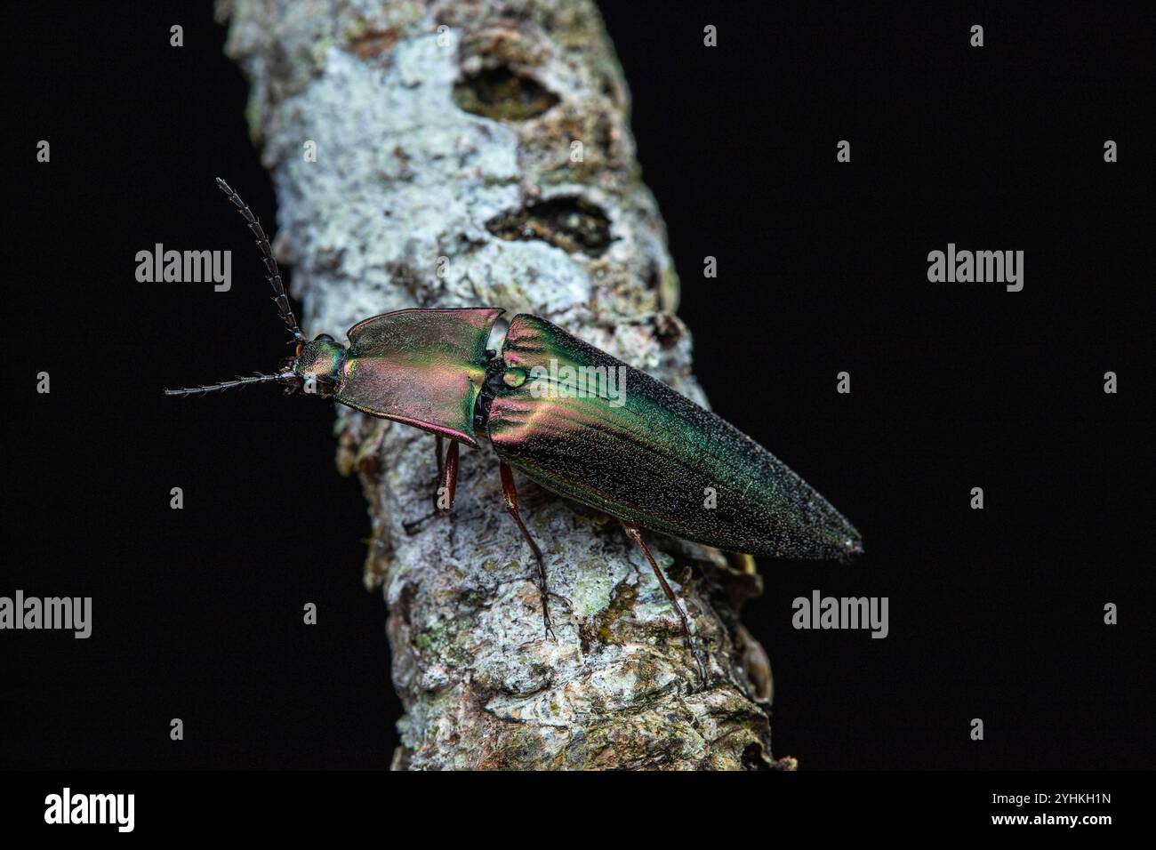 Click beetle (Campsosternus sp auratus?), Frasers hill, Malaysia Stock ...