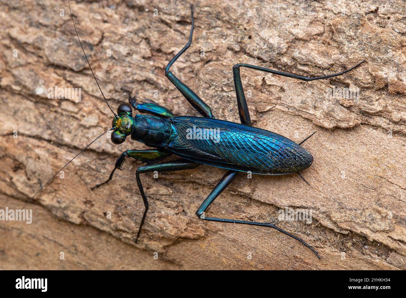 Iridescent bark mantis (Metallyticus splendidus) male, Perak, Malaysia ...