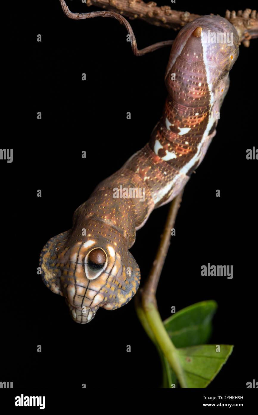 Sphinx (Elibia dolichus) caterpillar in situ, Frasers hill, Malasyia ...