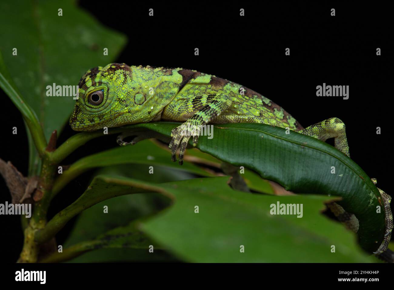 Blue-eyed anglehead lizard (Gonocephalus liogaster) jeune in situ ...