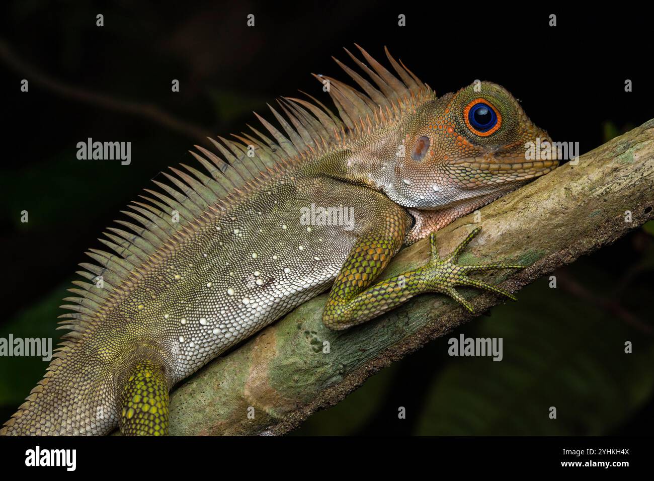 Blue-eyed anglehead lizard (Gonocephalus liogaster) male in situ ...