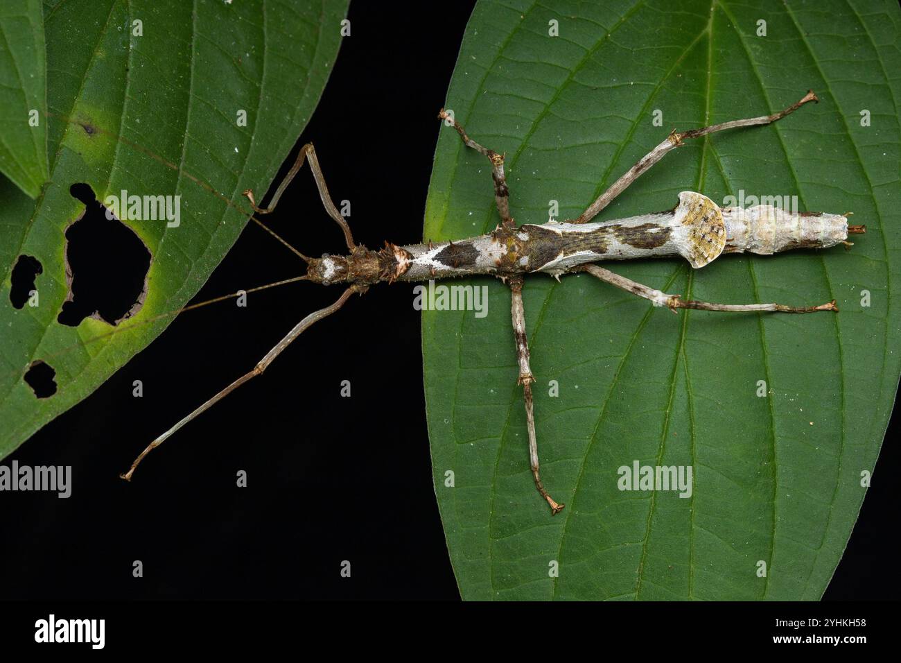 Stick insect (Phasmatodea sp), Frasers hill, Malaysia Stock Photo - Alamy
