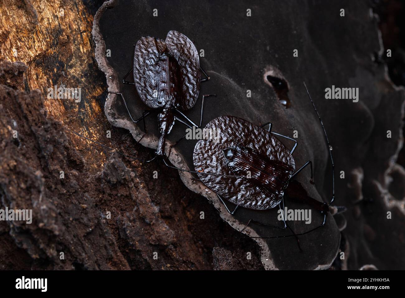 Violin Beetle (Mormolyce phyllodes engeli) in situ, Kubah NP, Sarawak ...