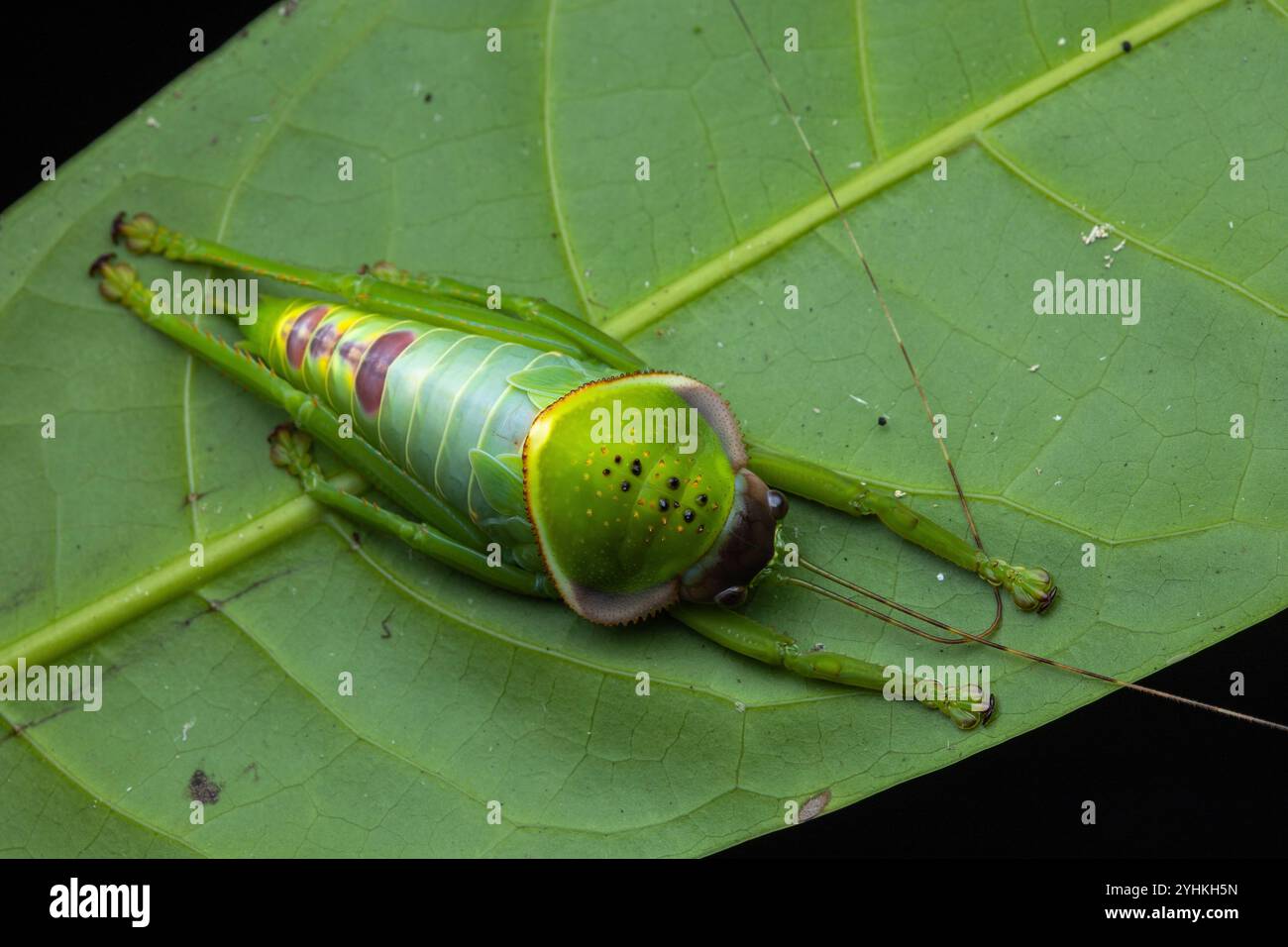 Hercules leaf katydid (Pseudophyllus hercules) nymph in situ, Kubah NP ...