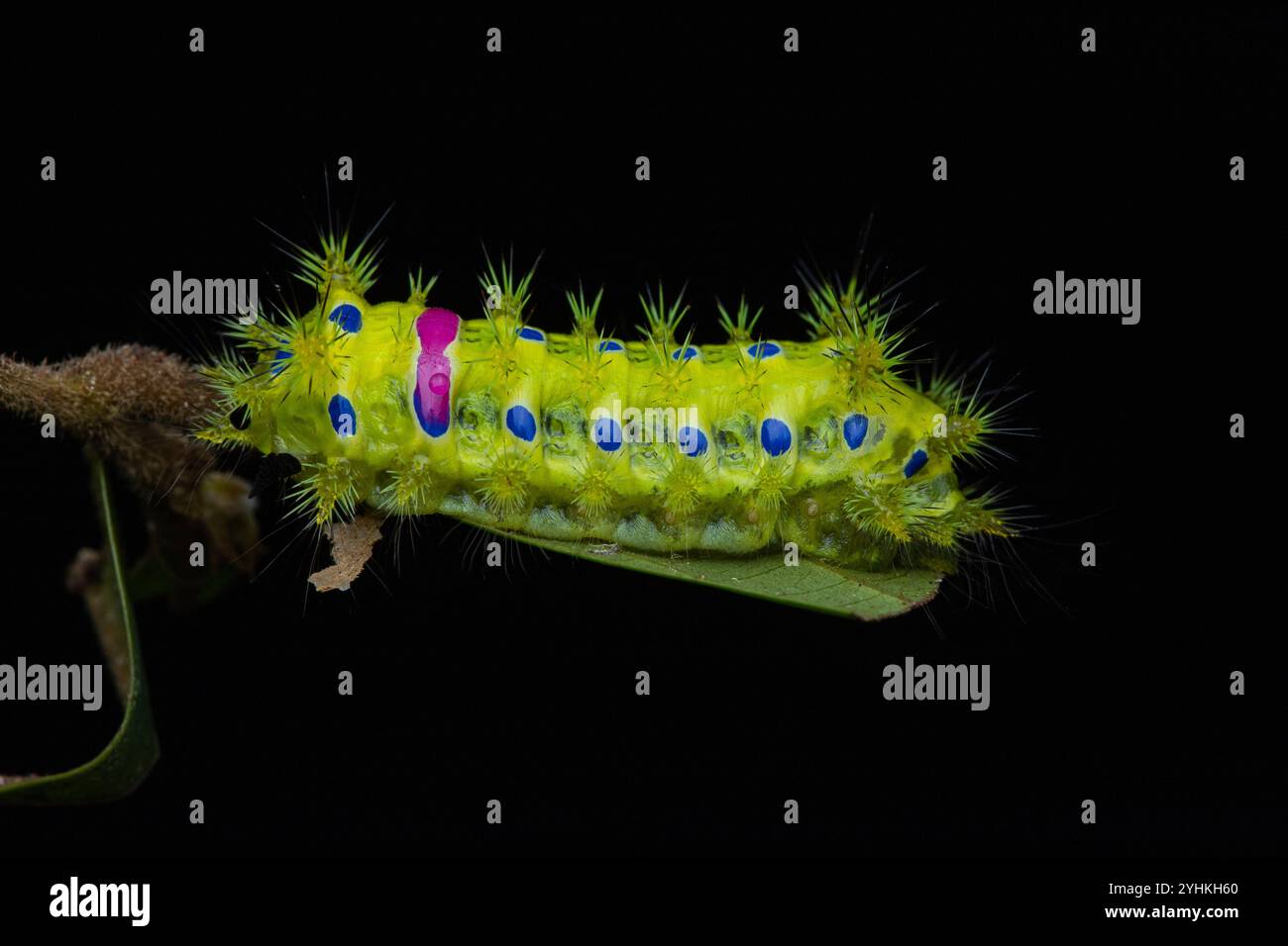 Scopelodes moth (Scopelodes sp) caterpillar, in situ, Santubong ...