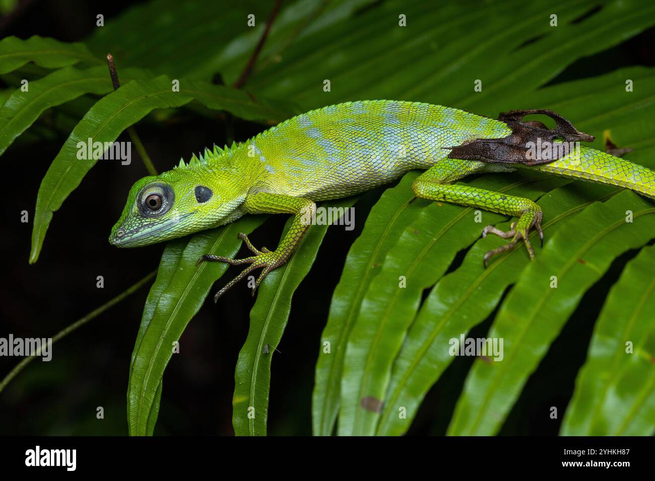 Green crested lizard (Bronchocela cristatella) in situ, West Kalimantan ...