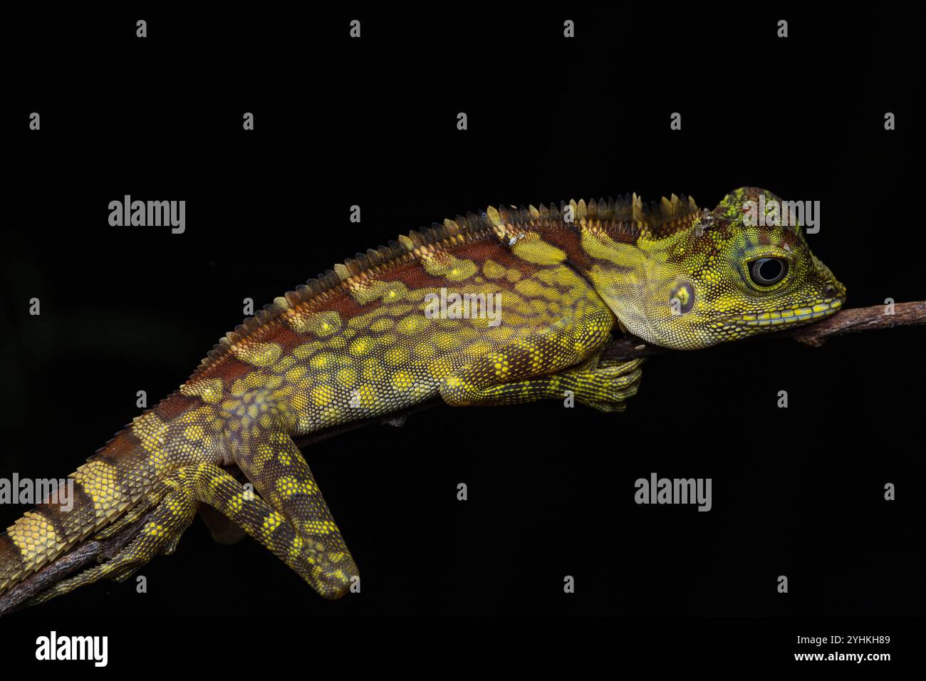 Blue-eyed anglehead lizard (Gonocephalus liogaster) subadult in situ ...