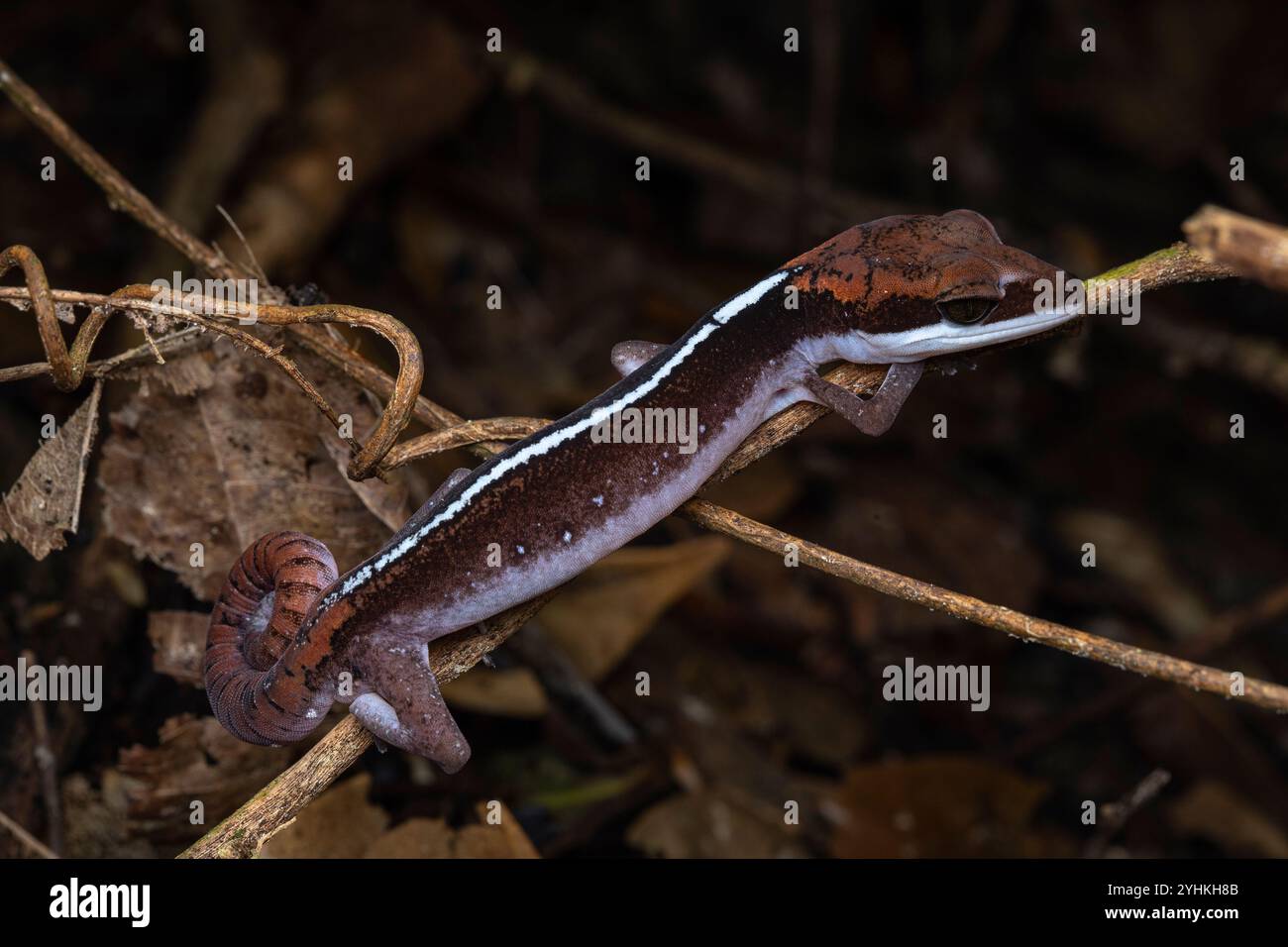 Cat Gecko (Aeluroscalabotes felinus) in situ, Kubah NP, Sarawak, Borneo ...