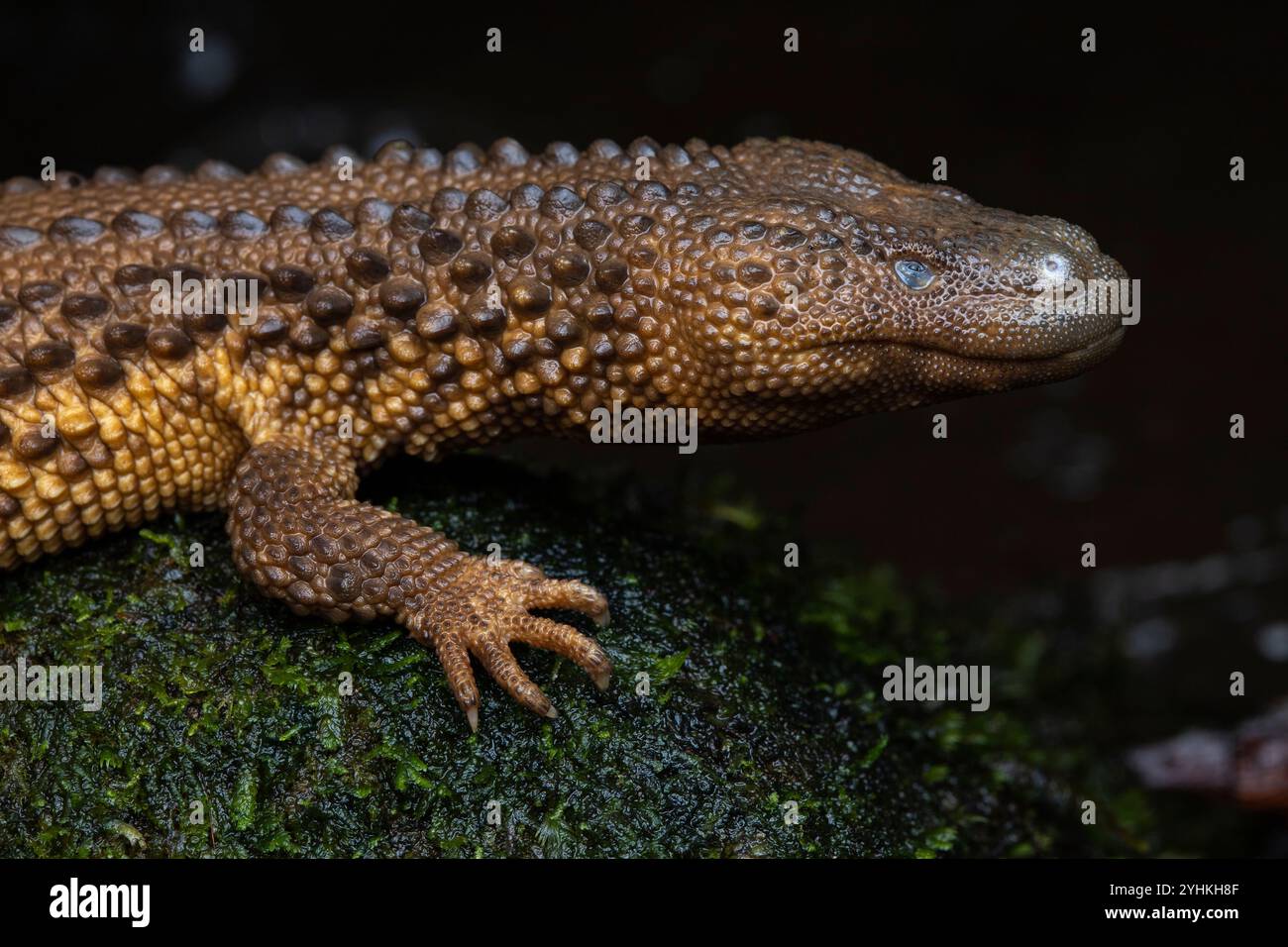 Earless Monitor Lizard (Lanthanotus borneensis), West Kalimantan ...