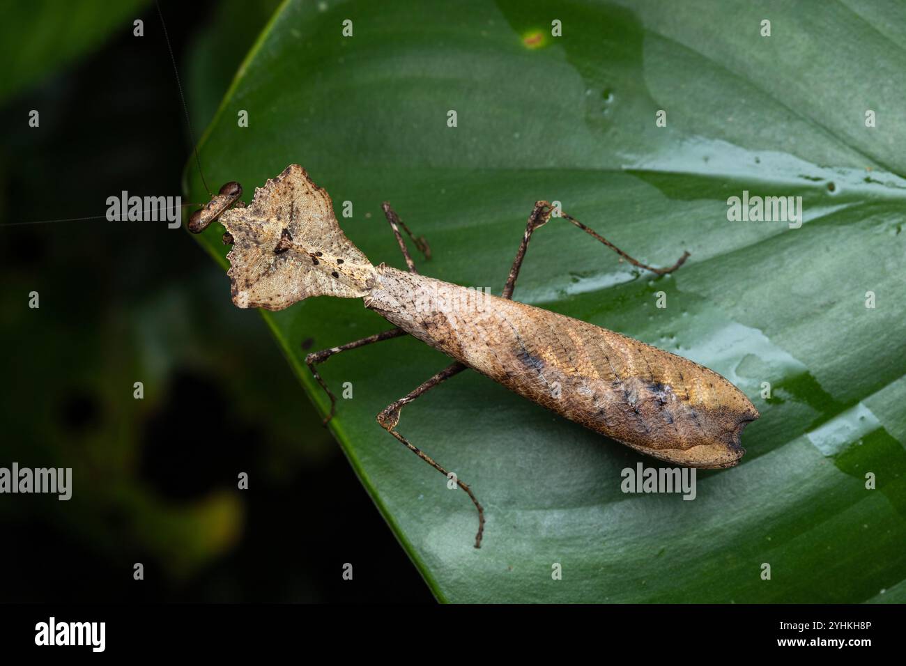 Giant dead leaf mantis (Deroplatys desiccata) in situ, West Kalimantan ...